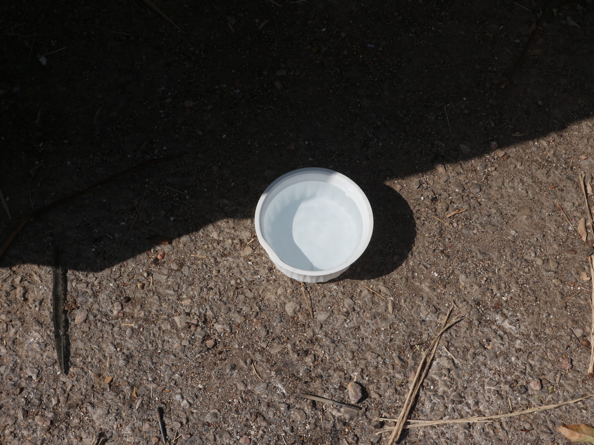 4 ΟΚΤΩΒΡΙΟΥ-ΠΑΓΚΟΣΜΙΑ ΗΜΕΡΑ ΖΩΩΝ – 11 ΝΗΠΙΑΓΩΓΕΙΟ ΧΙΟΥ